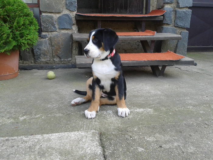 O plemeni :: Svycarskysalasnicky